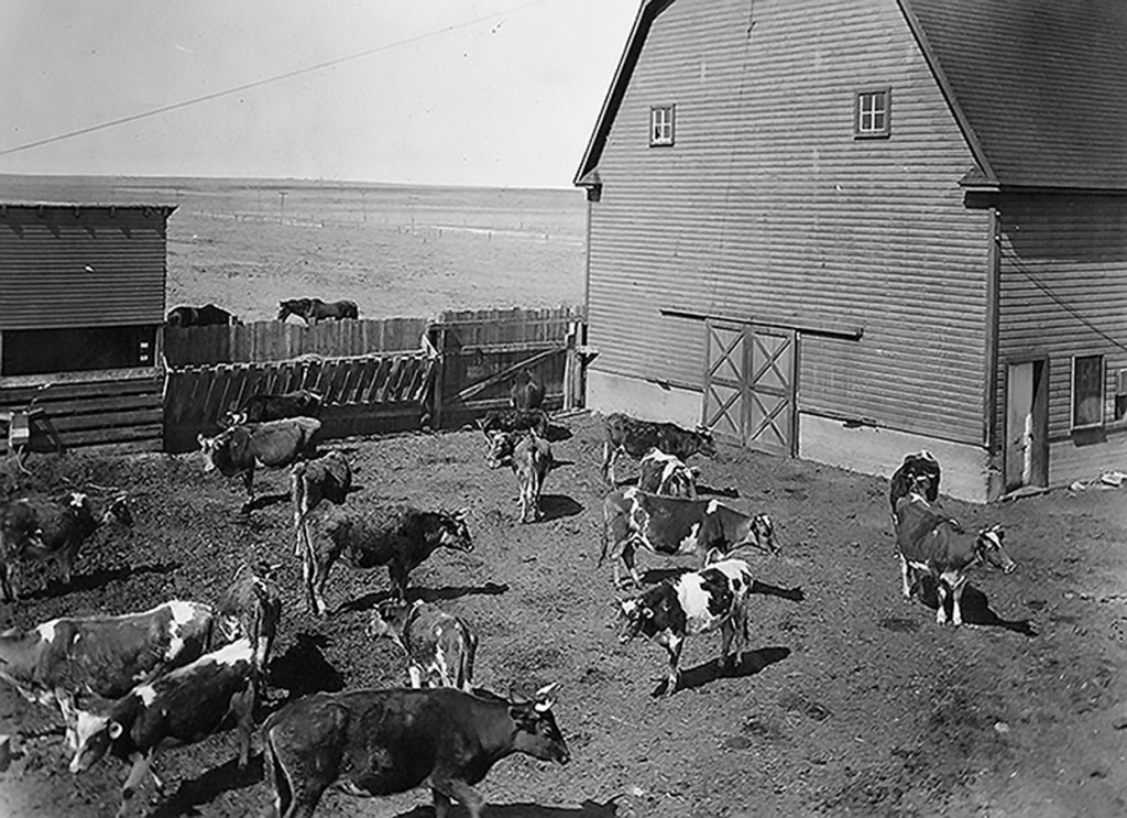 1230-Farm-Cattle-dura-sm-corthell-farm - Cavalryman Steakhouse